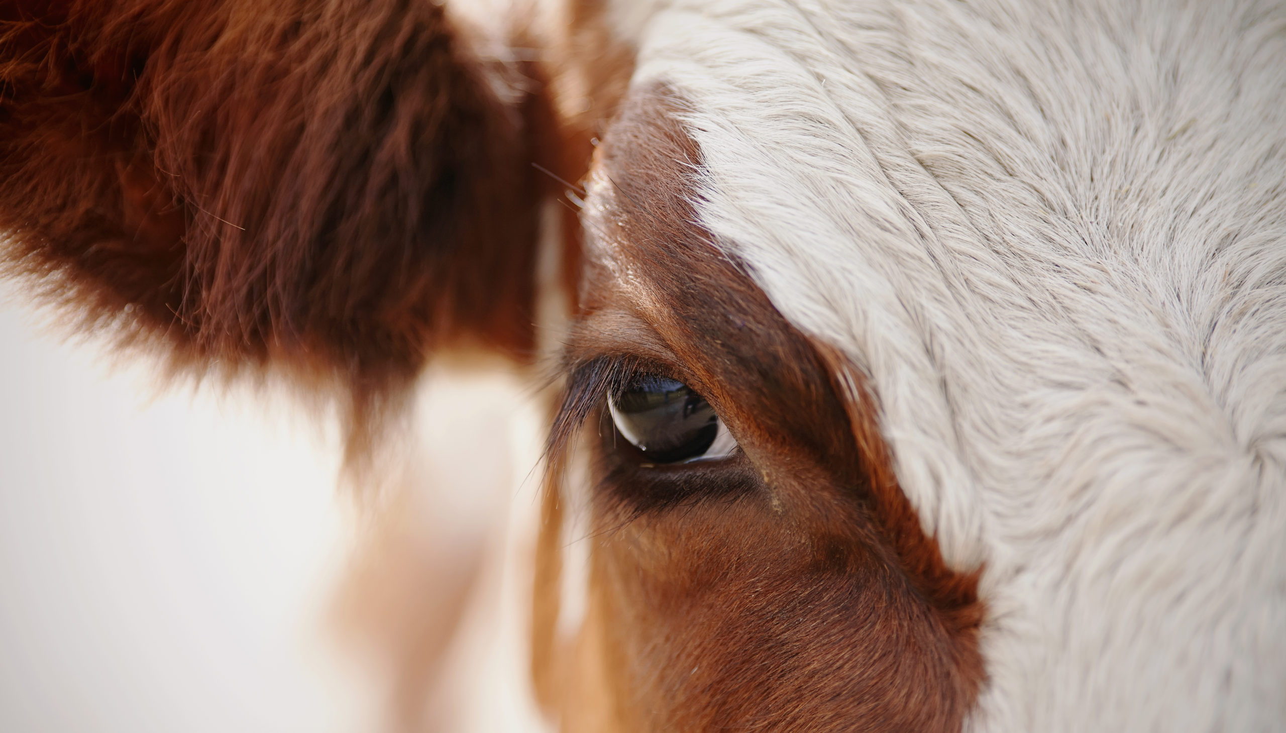La gamme Novafeed pour la nutrition animale - Humens